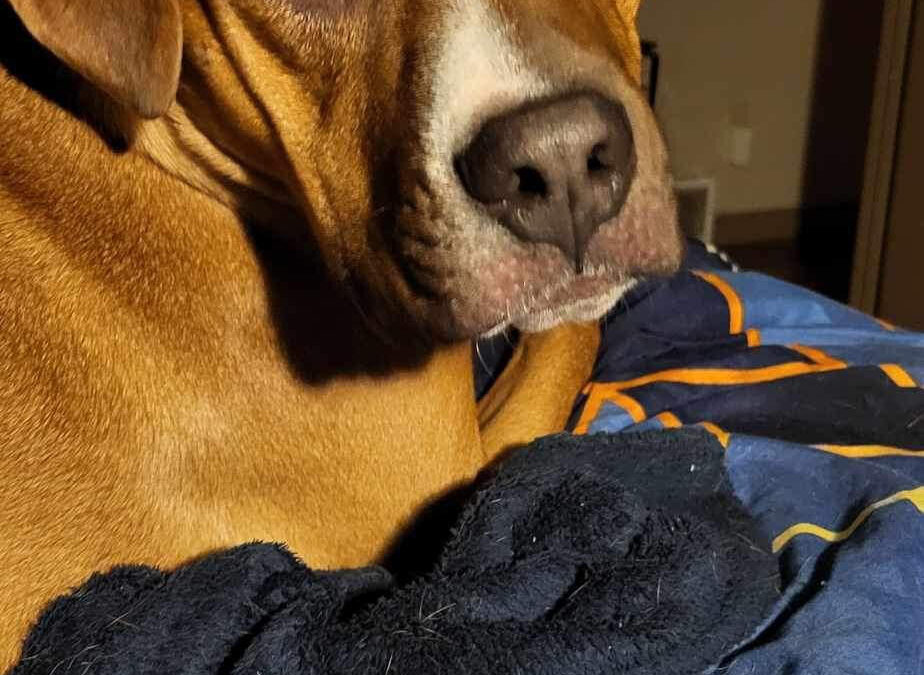 Home - Bright Eyes Dog Rescue