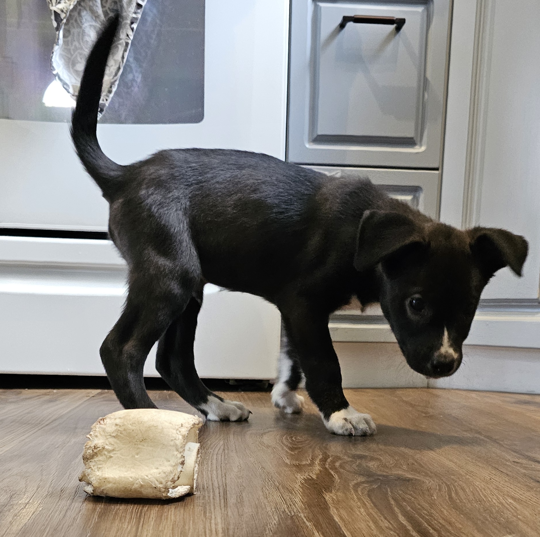 Vector - Bright Eyes Dog Rescue