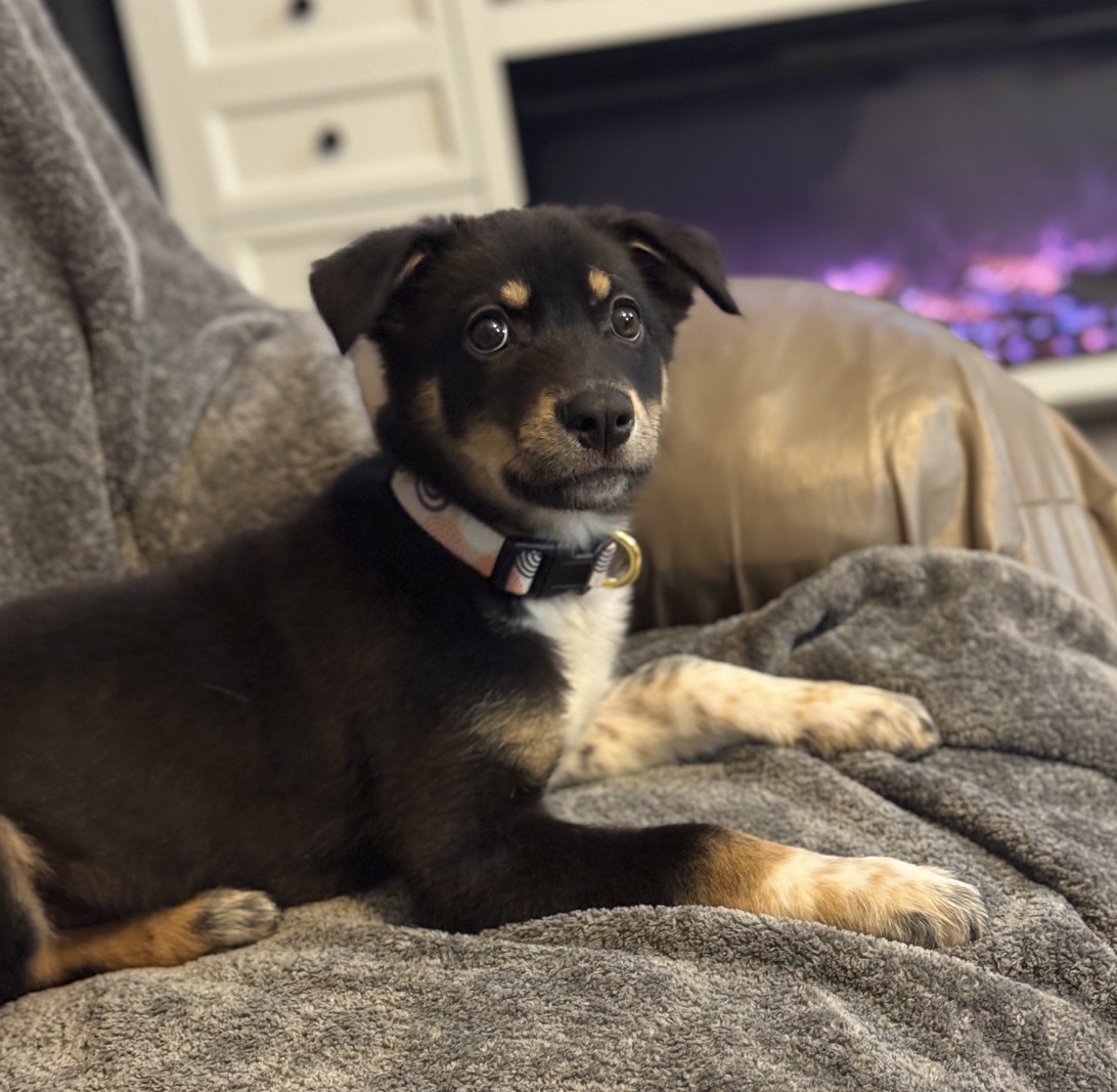 Harmony - Bright Eyes Dog Rescue