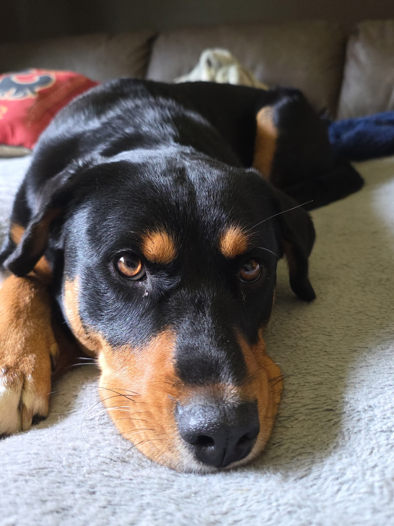 Coco | Bright Eyes Dog Rescue