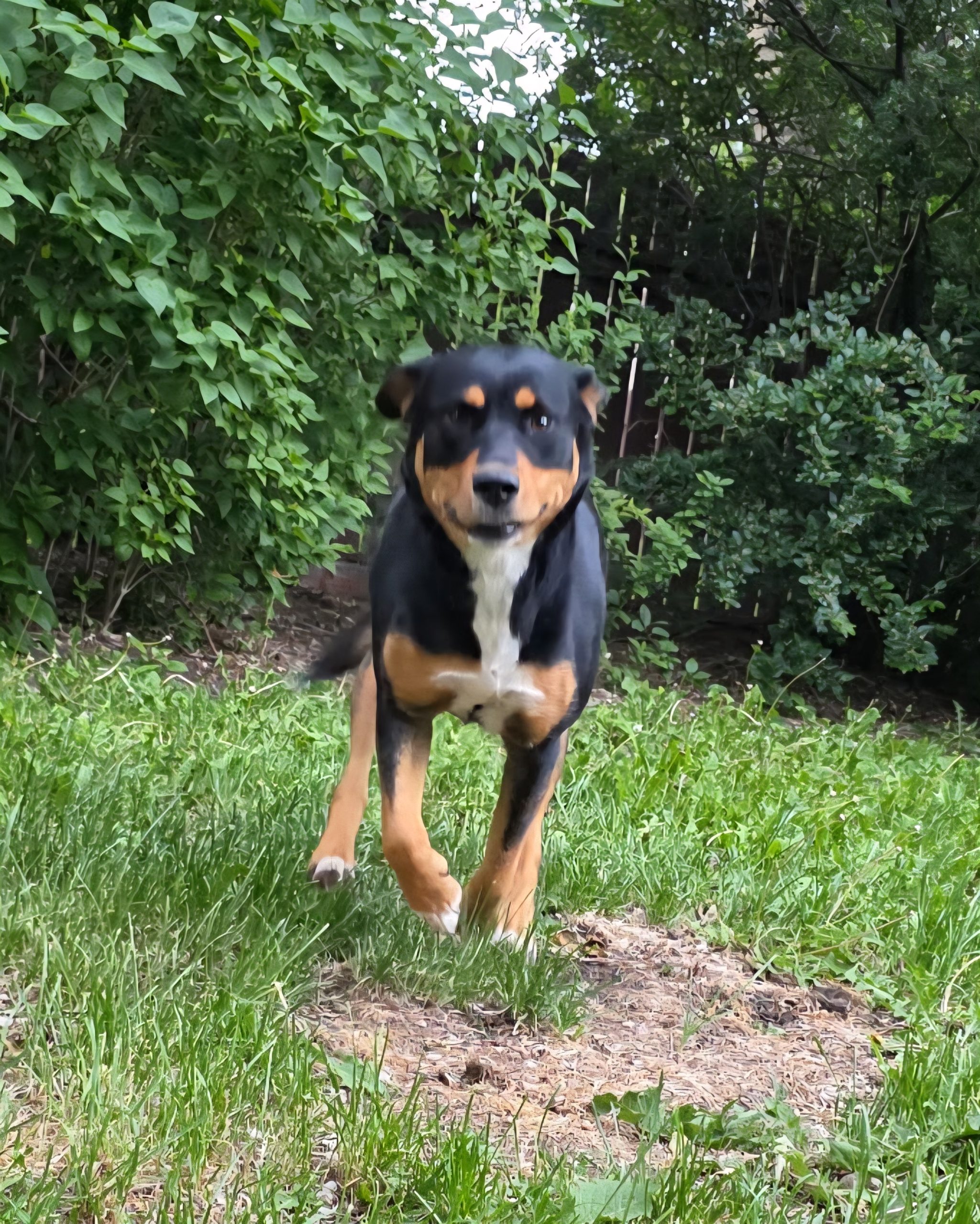 Coco | Bright Eyes Dog Rescue