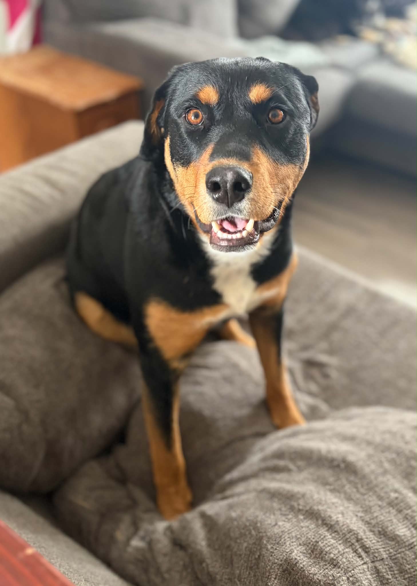 Coco | Bright Eyes Dog Rescue